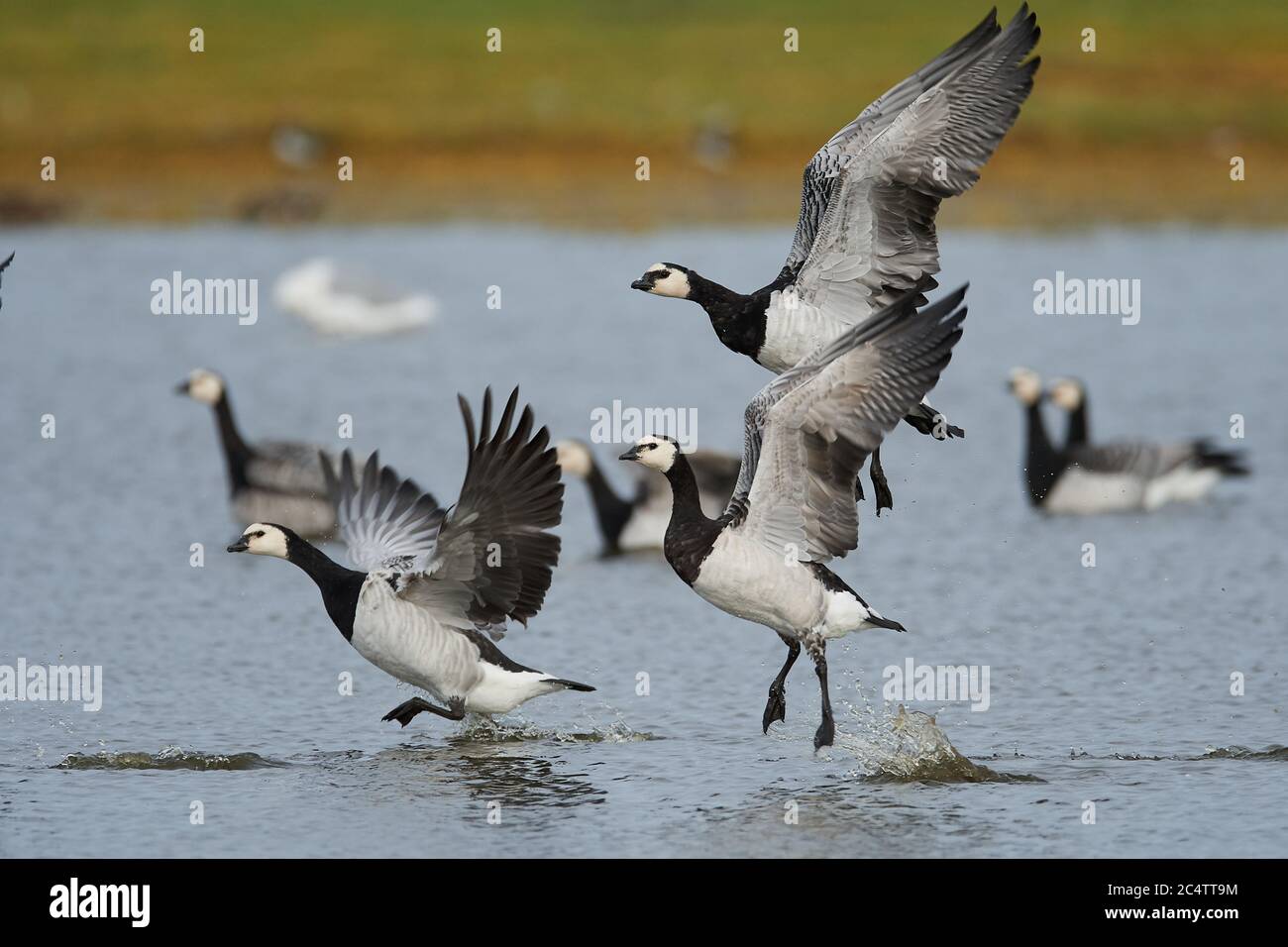 Barnacle geese in flight in their habitat in Denmark Stock Photo - Alamy