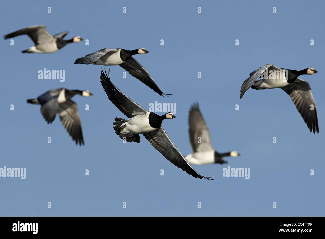 Barnacle geese in flight in their habitat in Denmark Stock Photo - Alamy