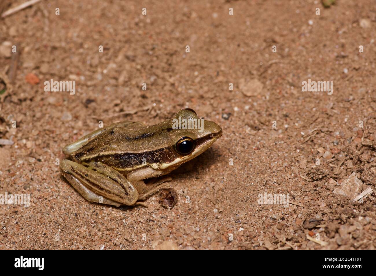 Frog amphibian sri lanka hi-res stock photography and images - Alamy
