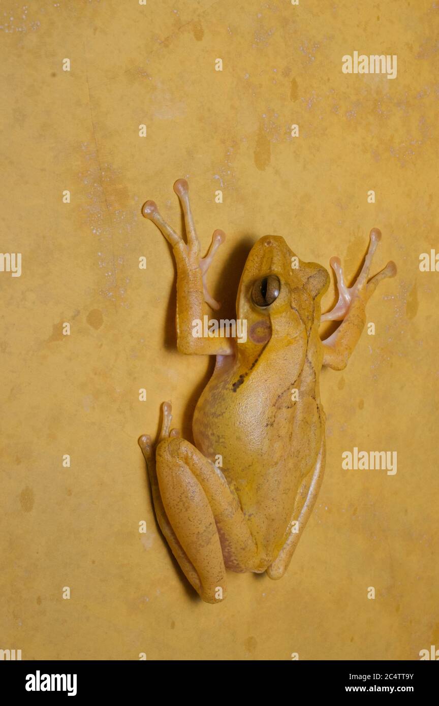 A Common Hourglass Treefrog (Polypedates cruciger) on an outdoor shower ...