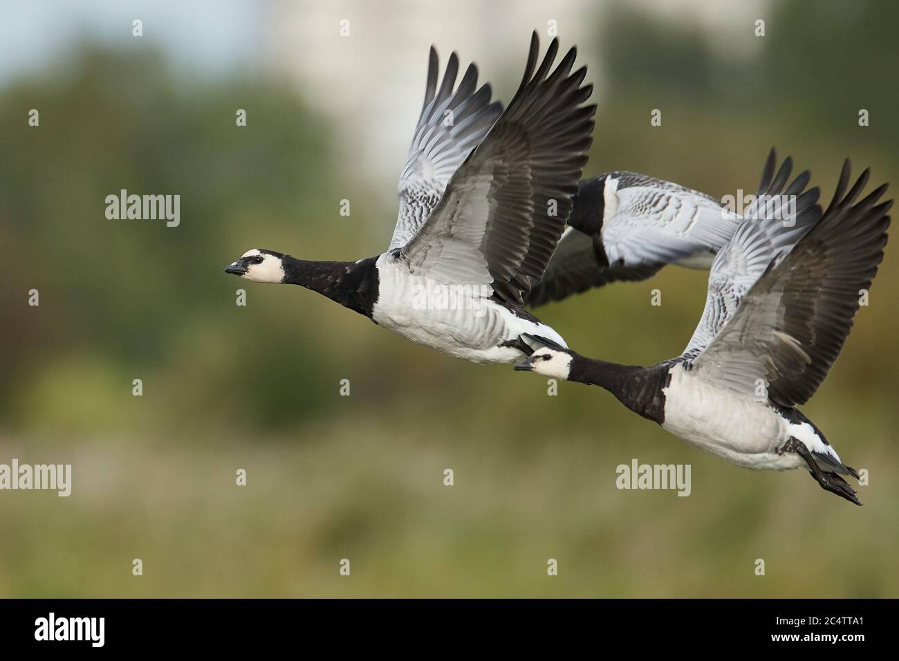 Barnacle geese in flight in their habitat in Denmark Stock Photo - Alamy