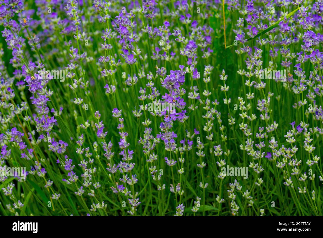 Large bushes hi-res stock photography and images - Alamy