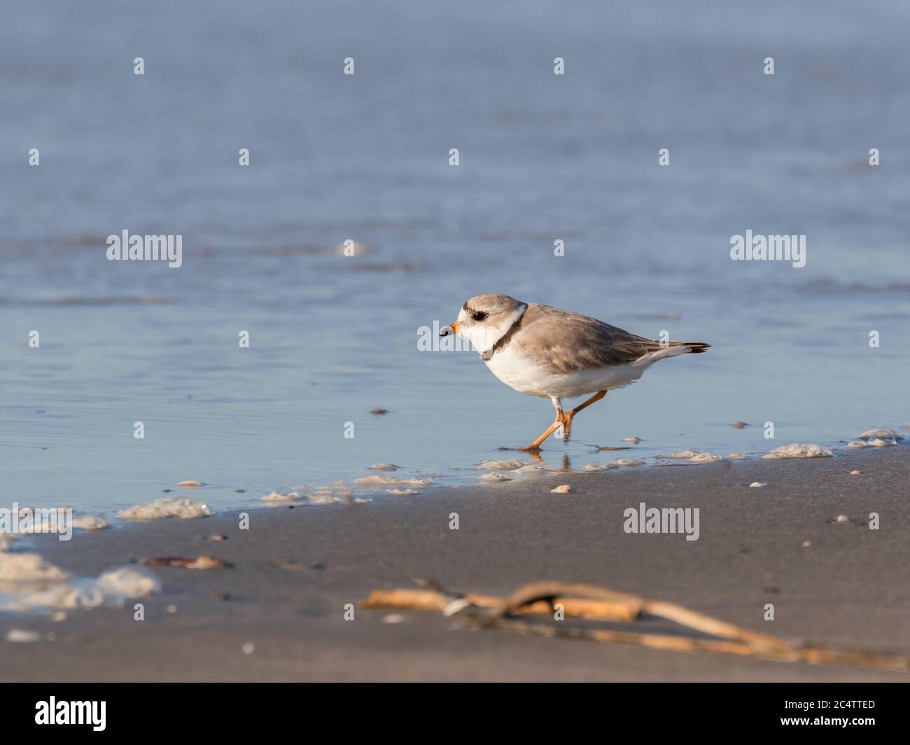 The piping plover (Charadrius melodus) in Galveston, Texas Stock Photo ...