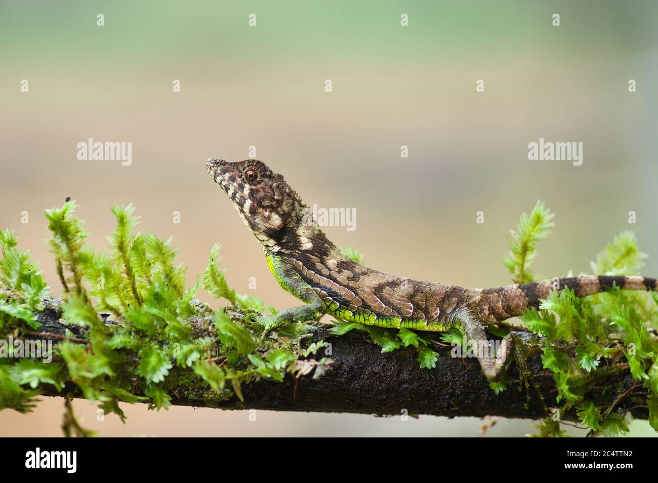 Ceratophora erdeleni hi-res stock photography and images - Alamy