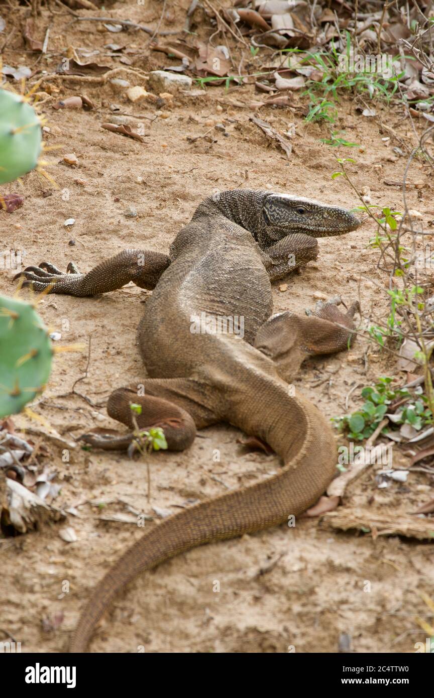 An adult Bengal Monitor (Varanus bengalensis) in the sand near Yala ...