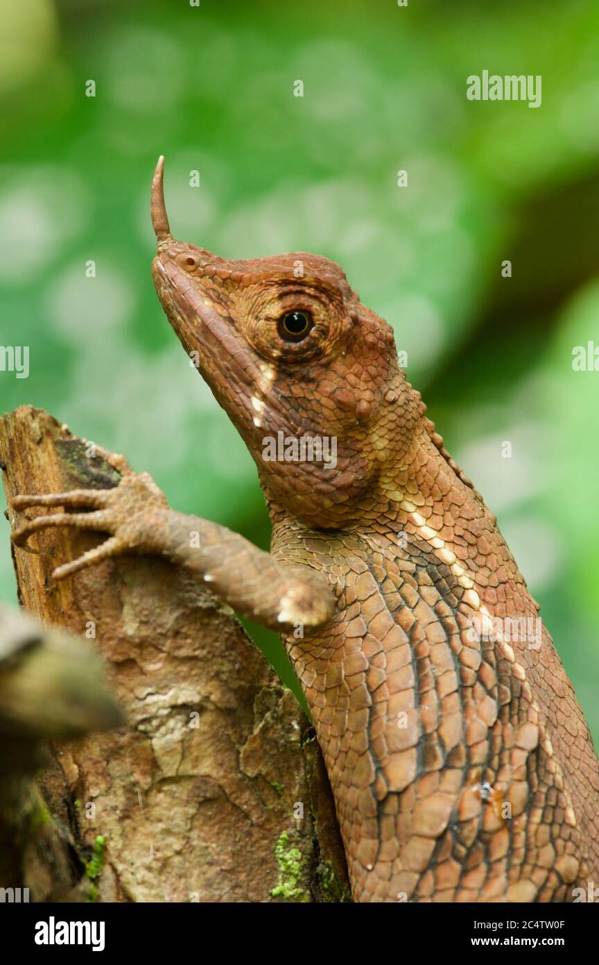 Mountain Horned Agama