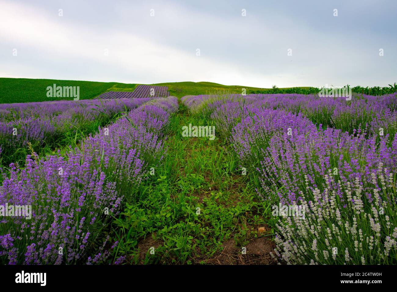 lavender flowers in large bushes on the green plain where we relax ...