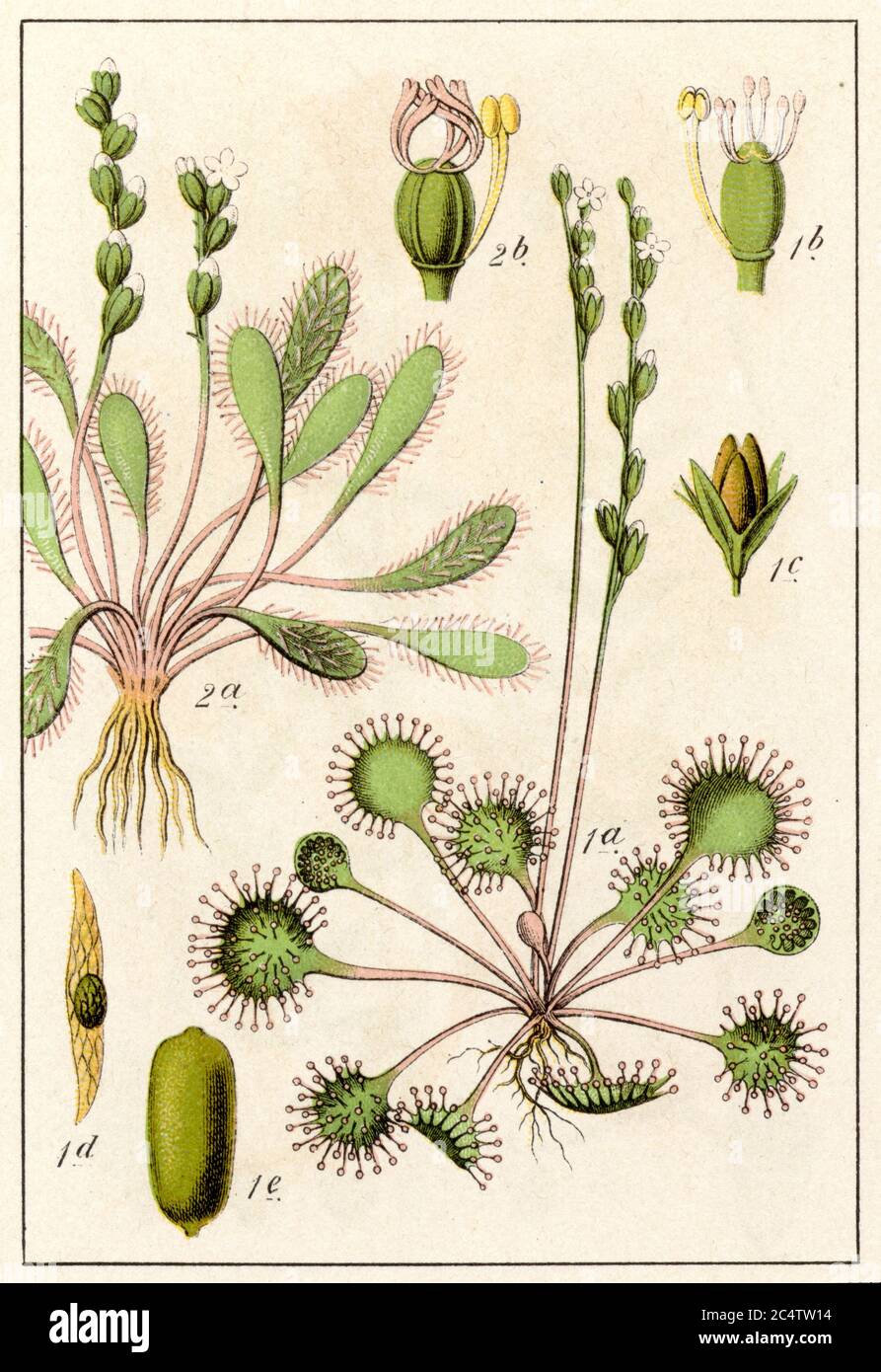 Drosera drawing hi-res stock photography and images - Alamy