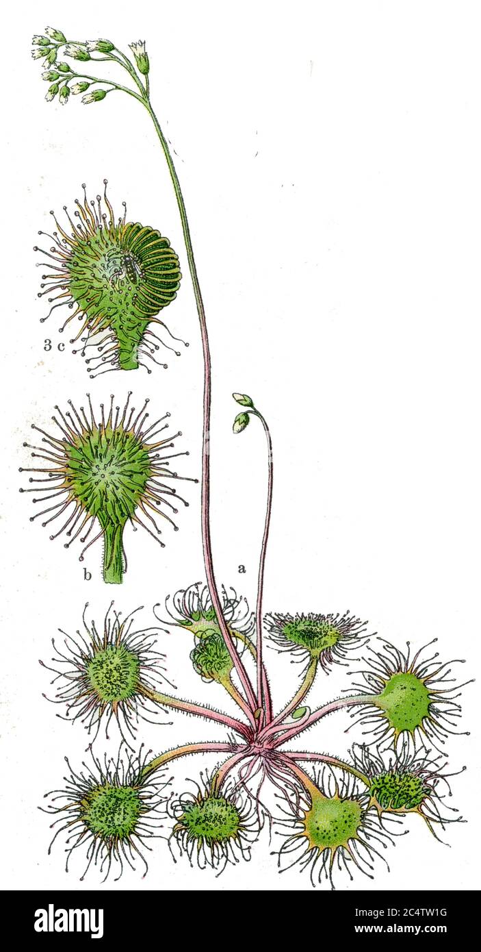 round-leaved sundew or common sundew / Drosera rotundifolia / Sonnentau ...