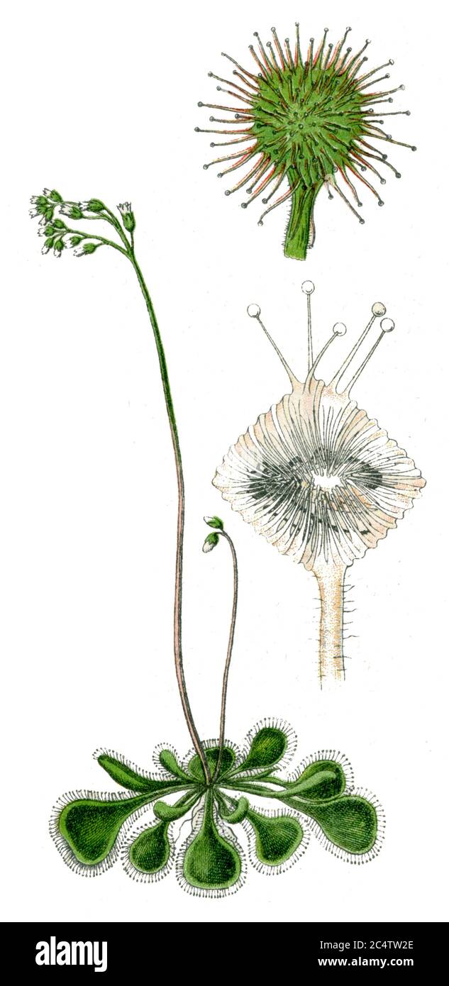 round-leaved sundew or common sundew / Drosera rotundifolia / Sonnentau ...