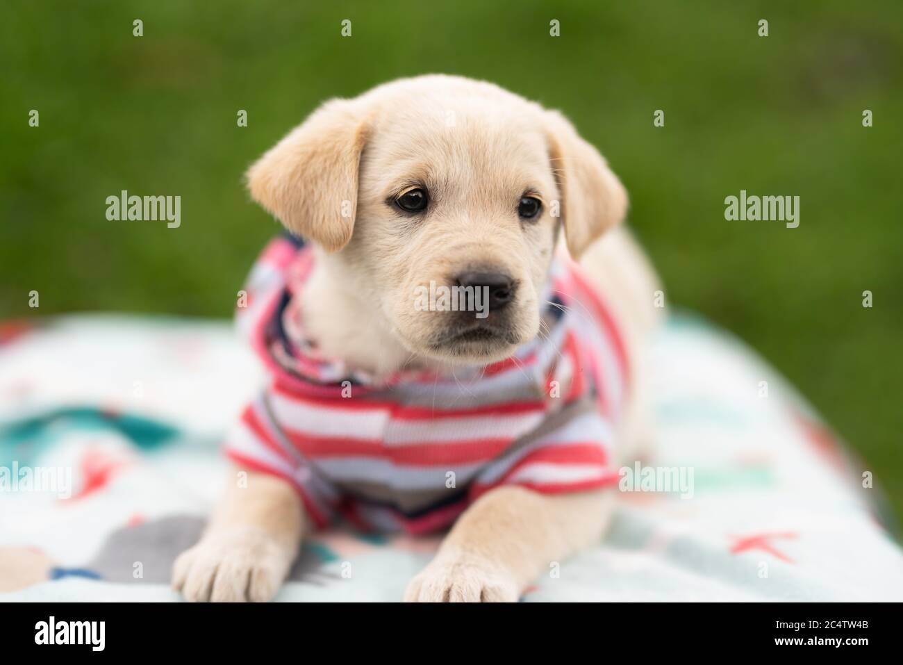 Macro shot of an adorable labrador retriever pup wearing a striped ...