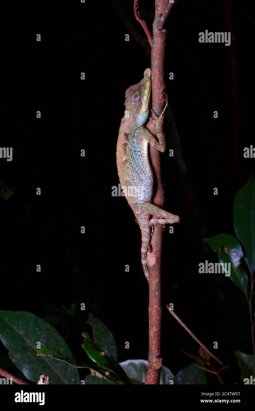A Leaf-nosed Lizard (Ceratophora tennentii) in the rainforest at night ...