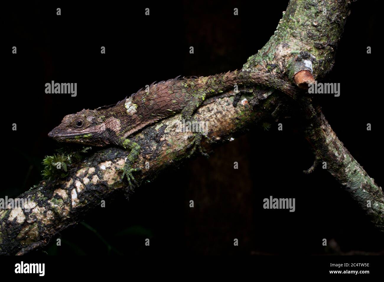 A Knuckles Pygmy Lizard (Cophotis dumbara) on a small branch at night ...