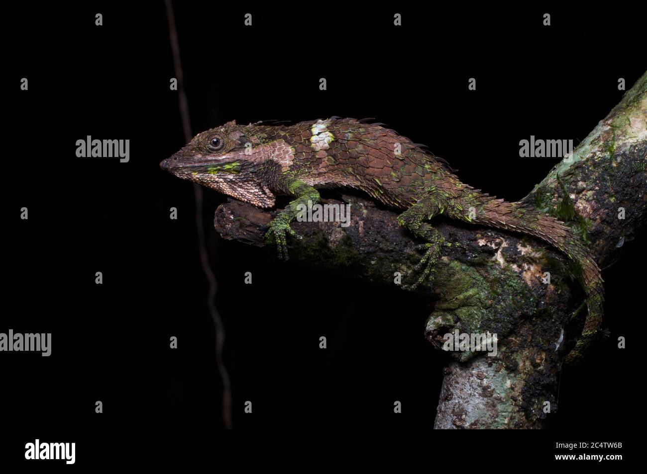 Black scaly lizard hi-res stock photography and images - Alamy