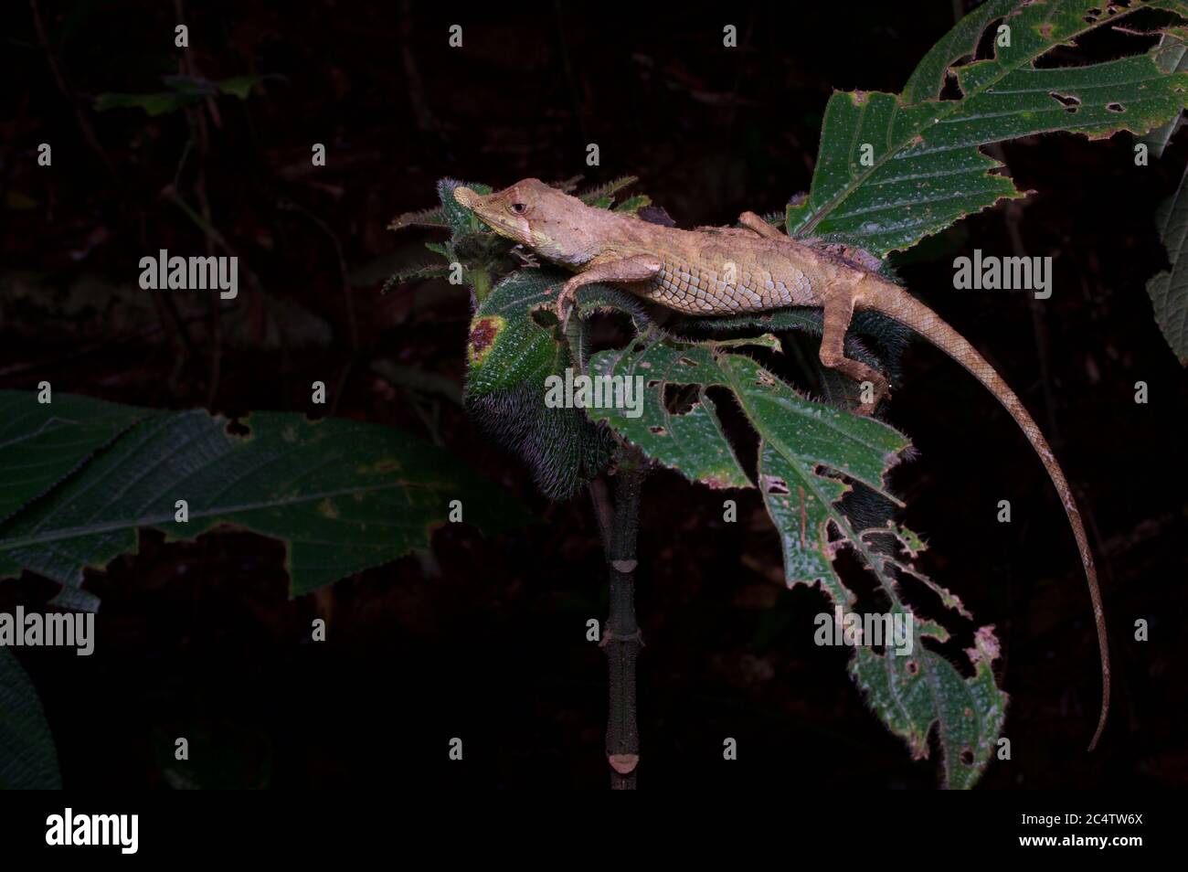 A Leaf-nosed Lizard (Ceratophora tennentii) in the rainforest at night ...