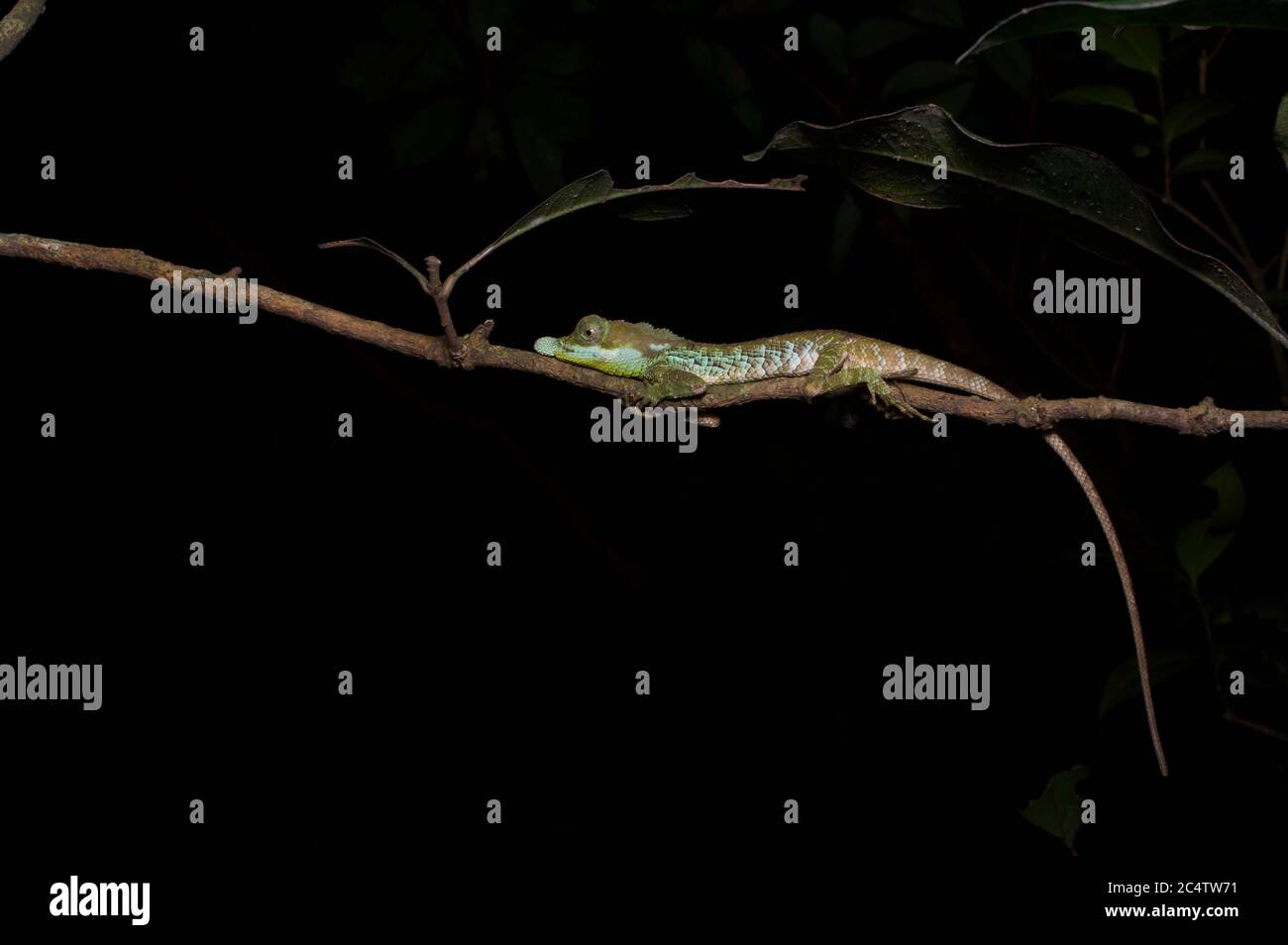 A Leaf-nosed Lizard (Ceratophora tennentii) in the rainforest at night ...