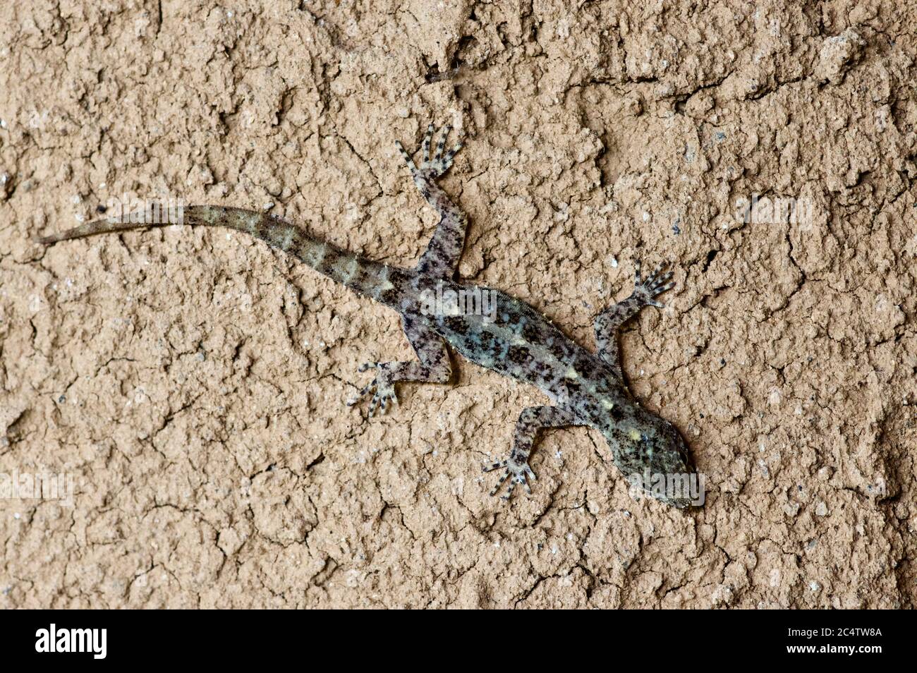 A Spotted Round-eyed Gecko (Cnemaspis punctata) on a plaster wall in ...