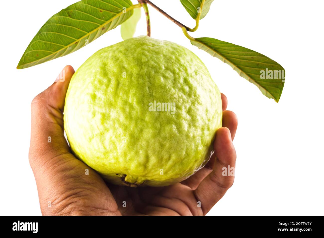 guava in hand on white background fruit agriculture food isolated Stock ...