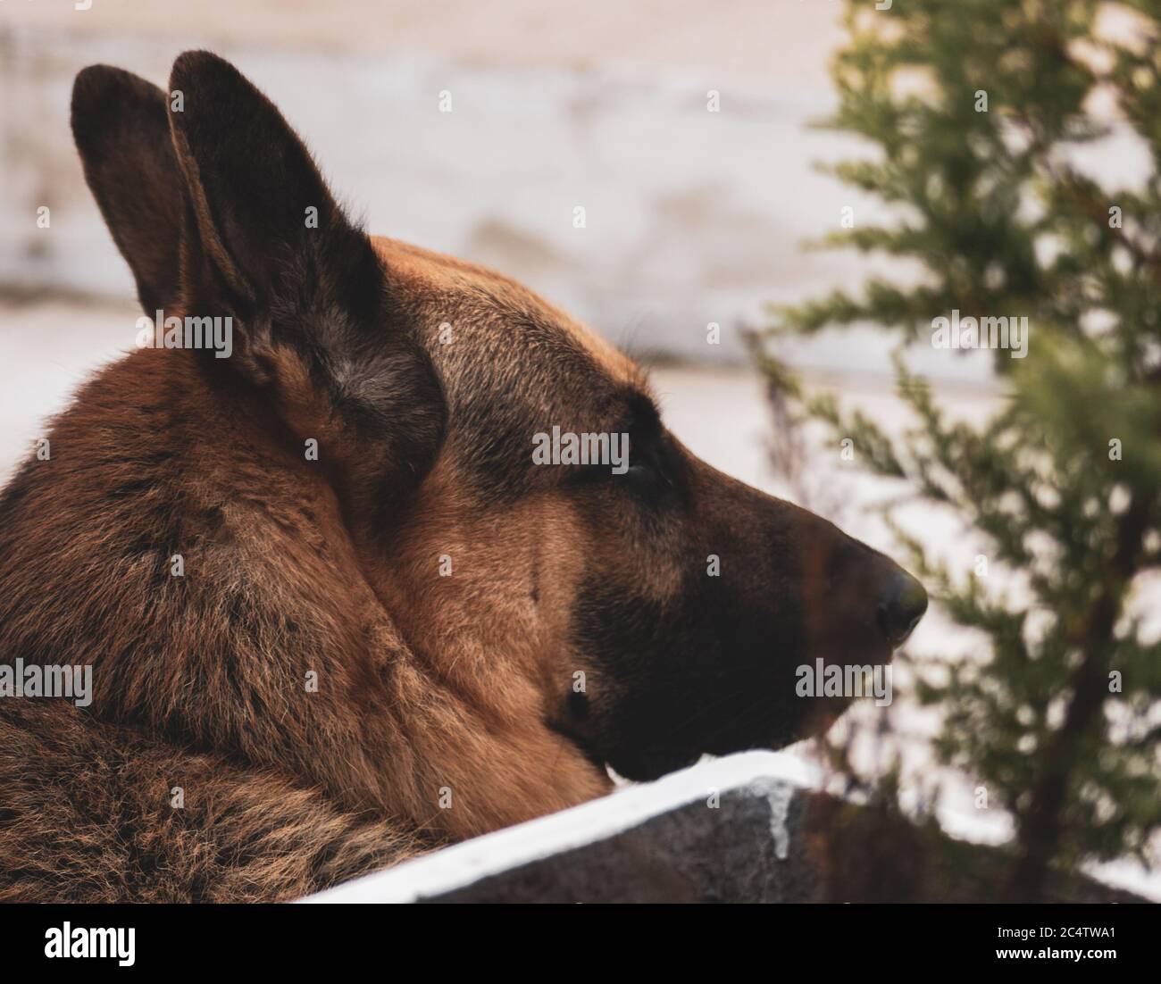 Side profile of a German shepherd looking afar Stock Photo - Alamy