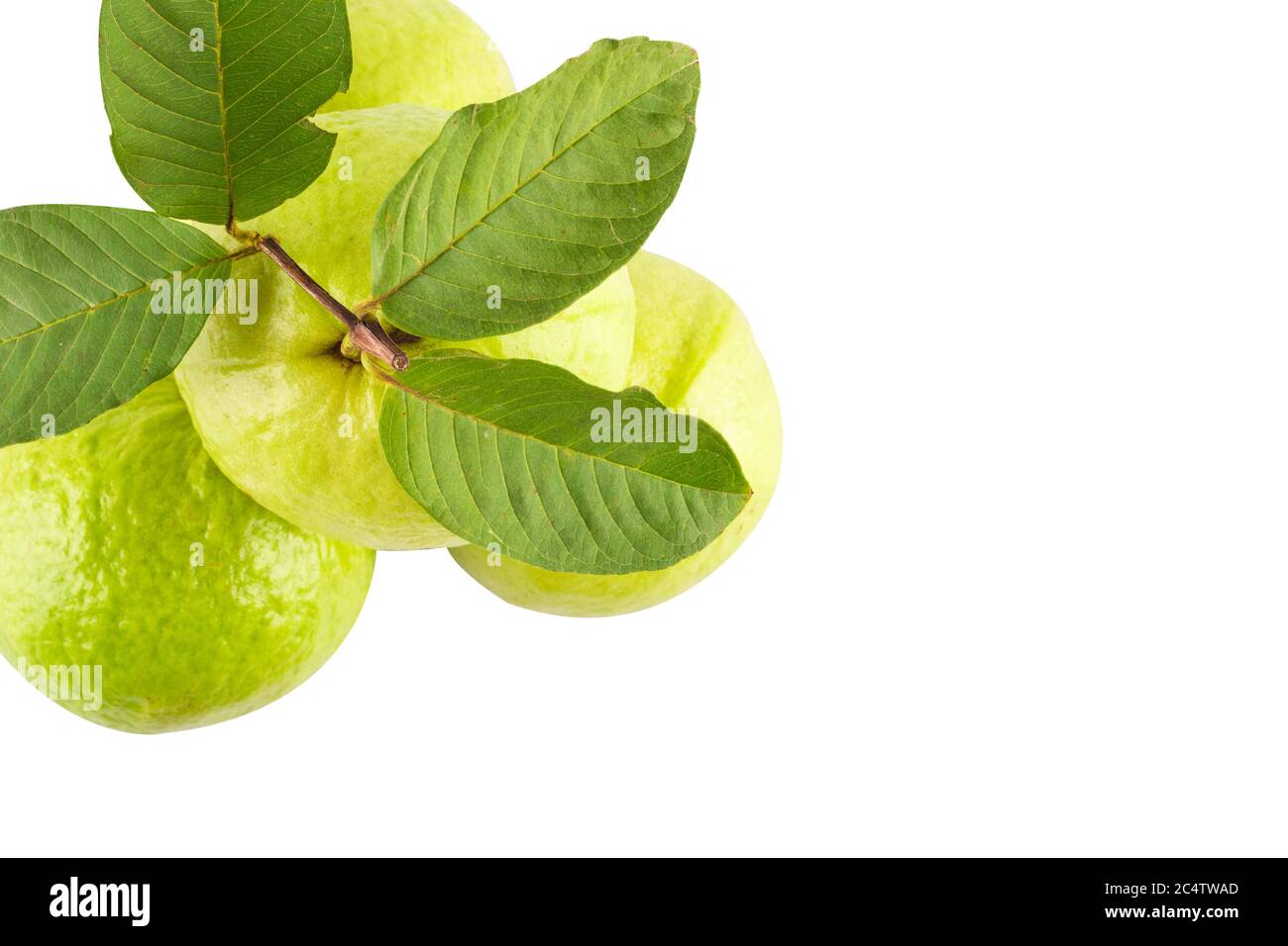 top view guava and guava leaf on white background fruit agriculture ...