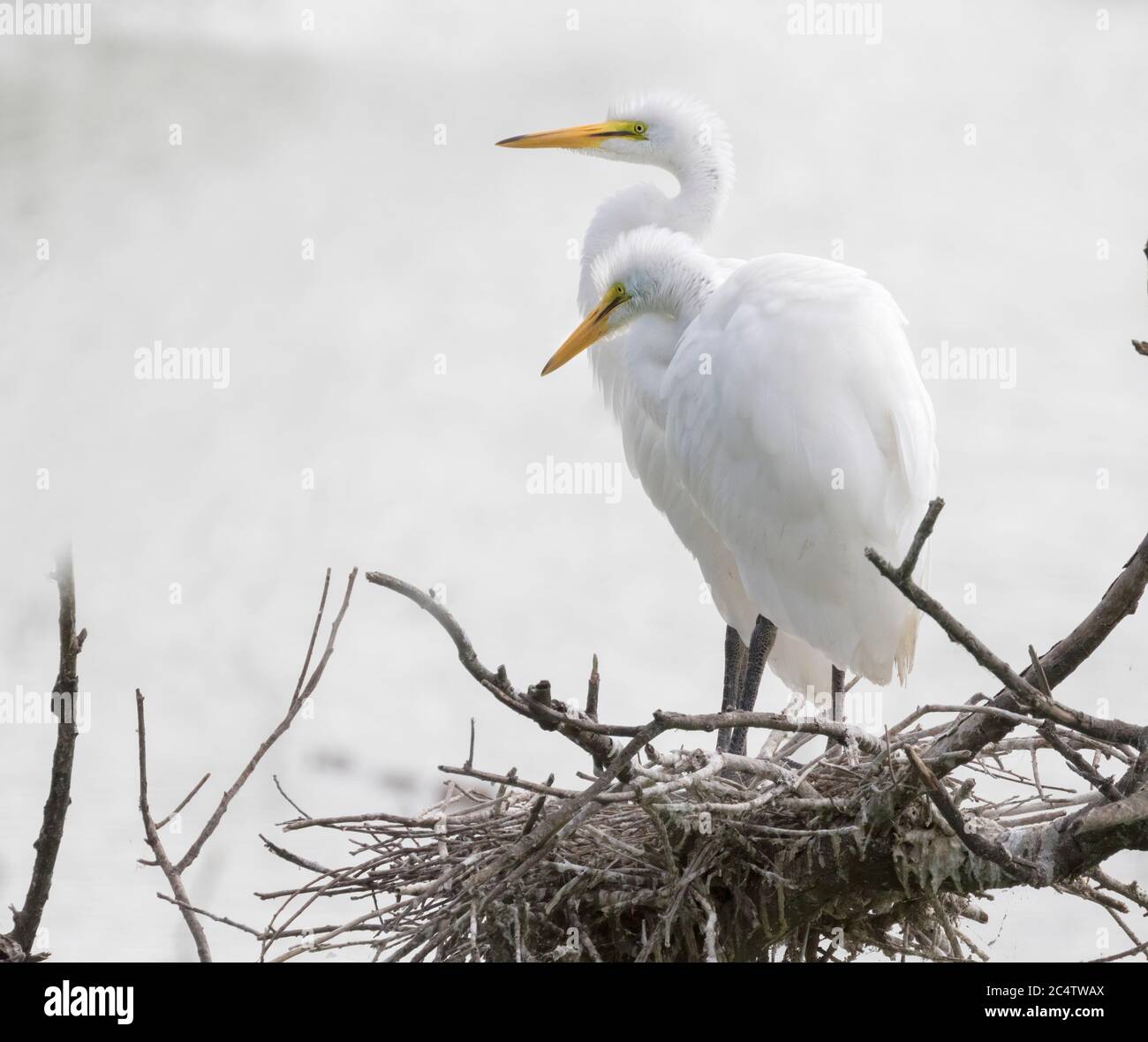 Two great egret fletchings in the nest at Smith Oak Rookery Stock Photo ...