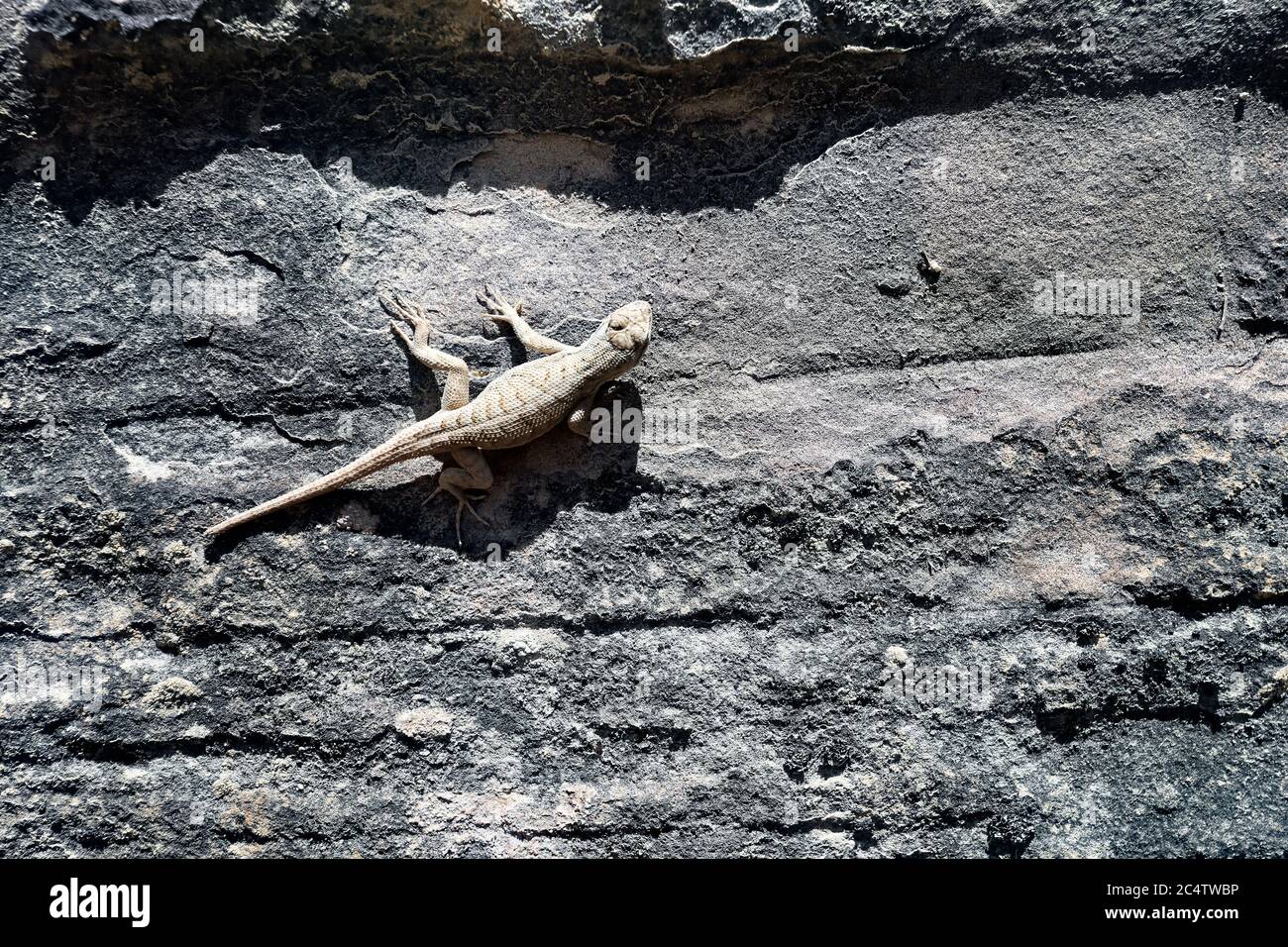 Lizard on rocky ledge 1390. Dry hot desert landscape. Camouflaged ...