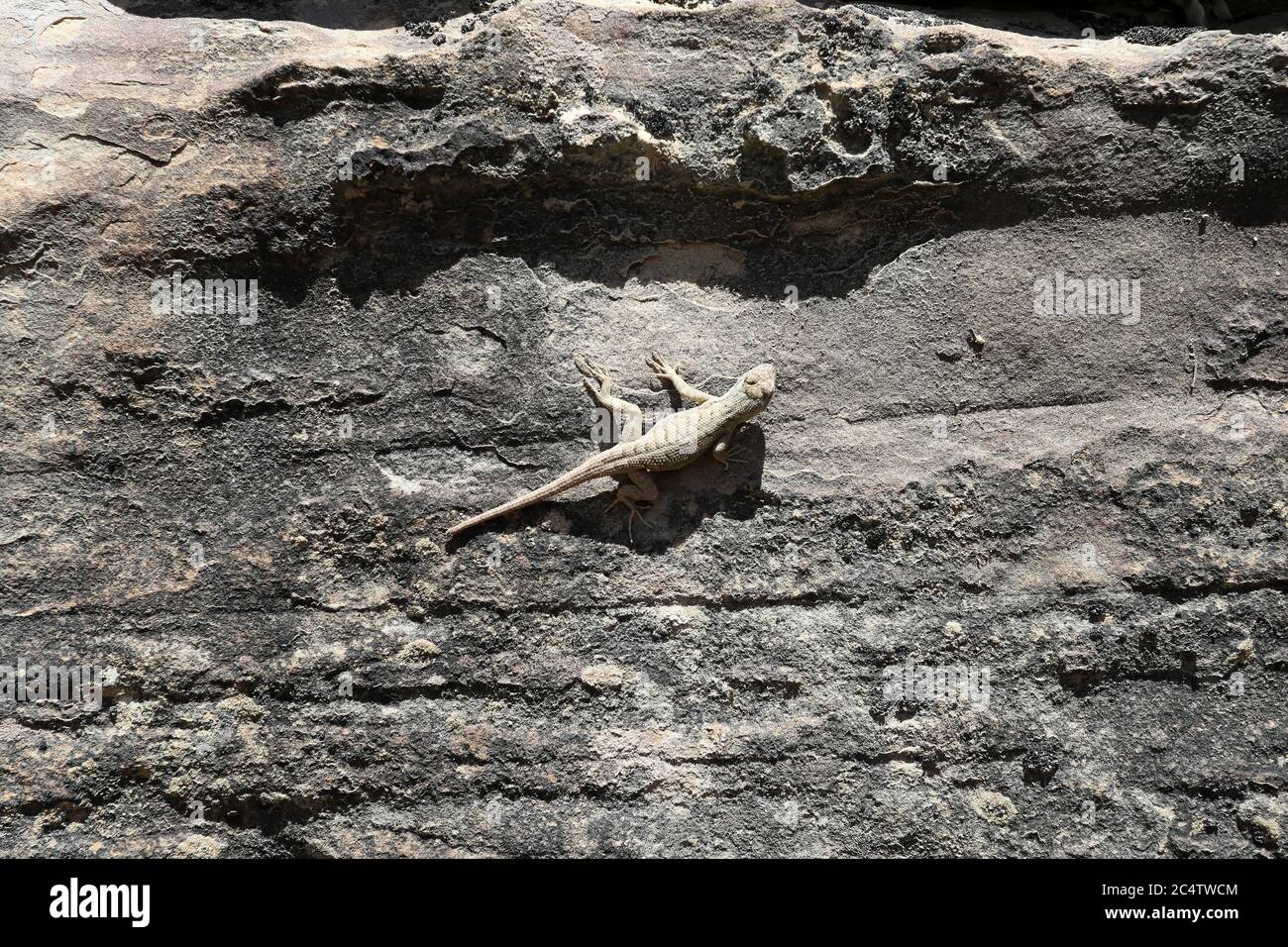 Lizard on rocky ledge. Dry hot desert landscape. Camouflaged against ...