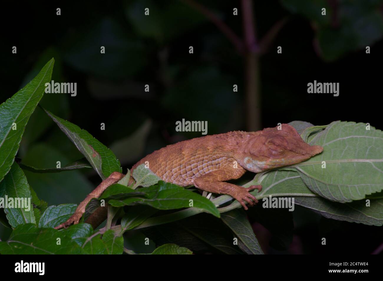 A Leaf-nosed Lizard (Ceratophora tennentii) in the rainforest at night ...