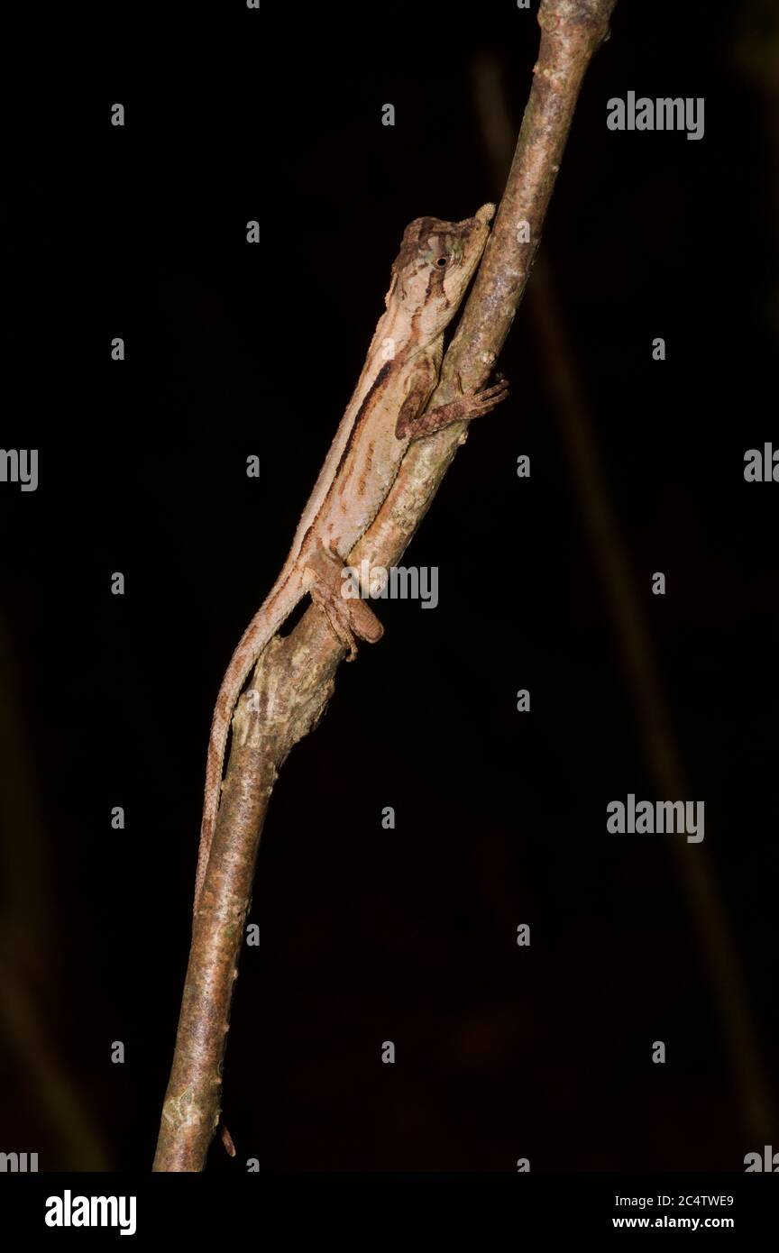 A Leaf-nosed Lizard (Ceratophora tennentii) in the rainforest at night ...