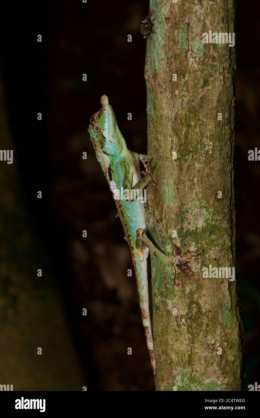 A Leaf-nosed Lizard (Ceratophora tennentii) in the rainforest at night ...