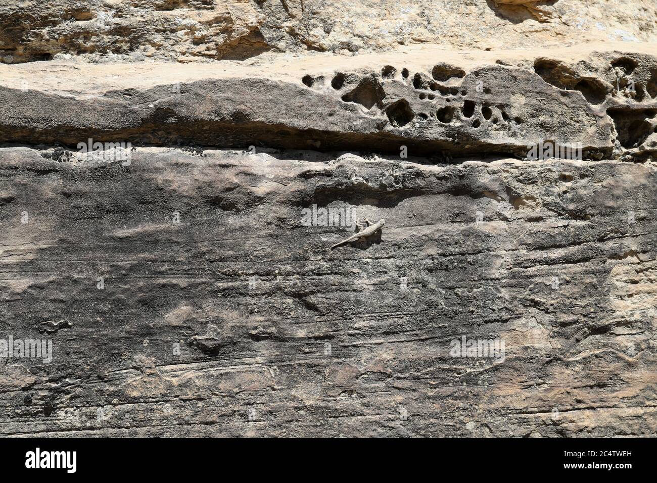 Lizard on rocky ledge. Dry hot desert landscape. Camouflaged against ...