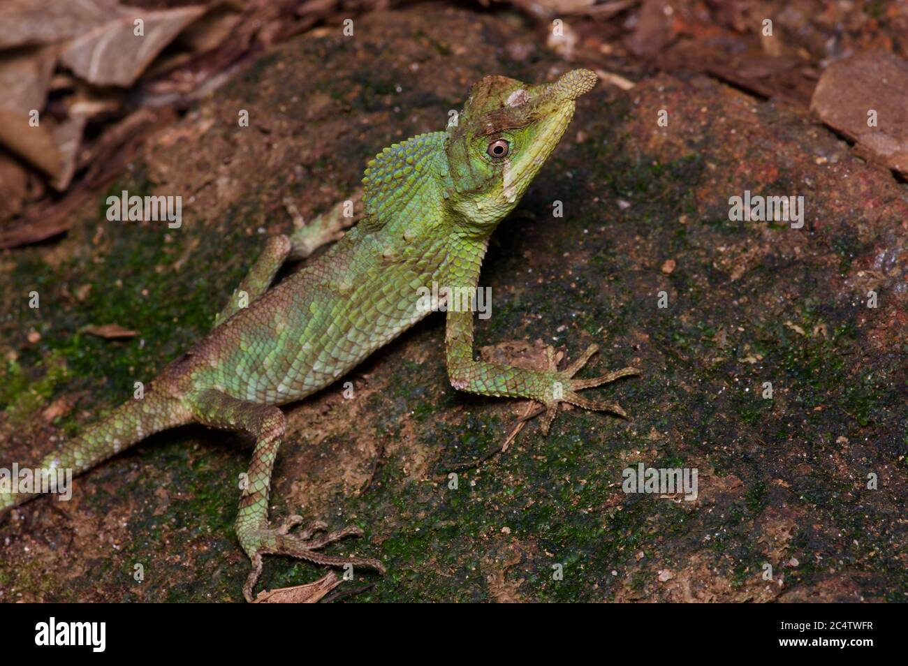 A Leaf-nosed Lizard (Ceratophora tennentii) in the rainforest at night ...