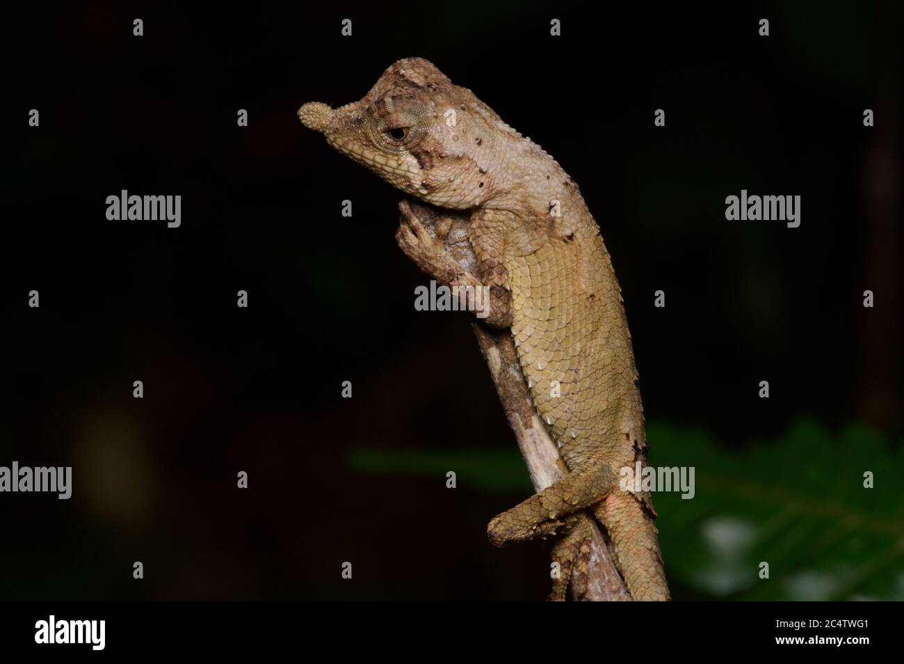 A Leaf-nosed Lizard (Ceratophora tennentii) in the rainforest at night ...