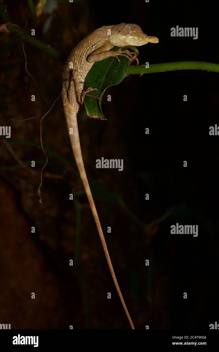 Lizard in rainforest hi-res stock photography and images - Alamy