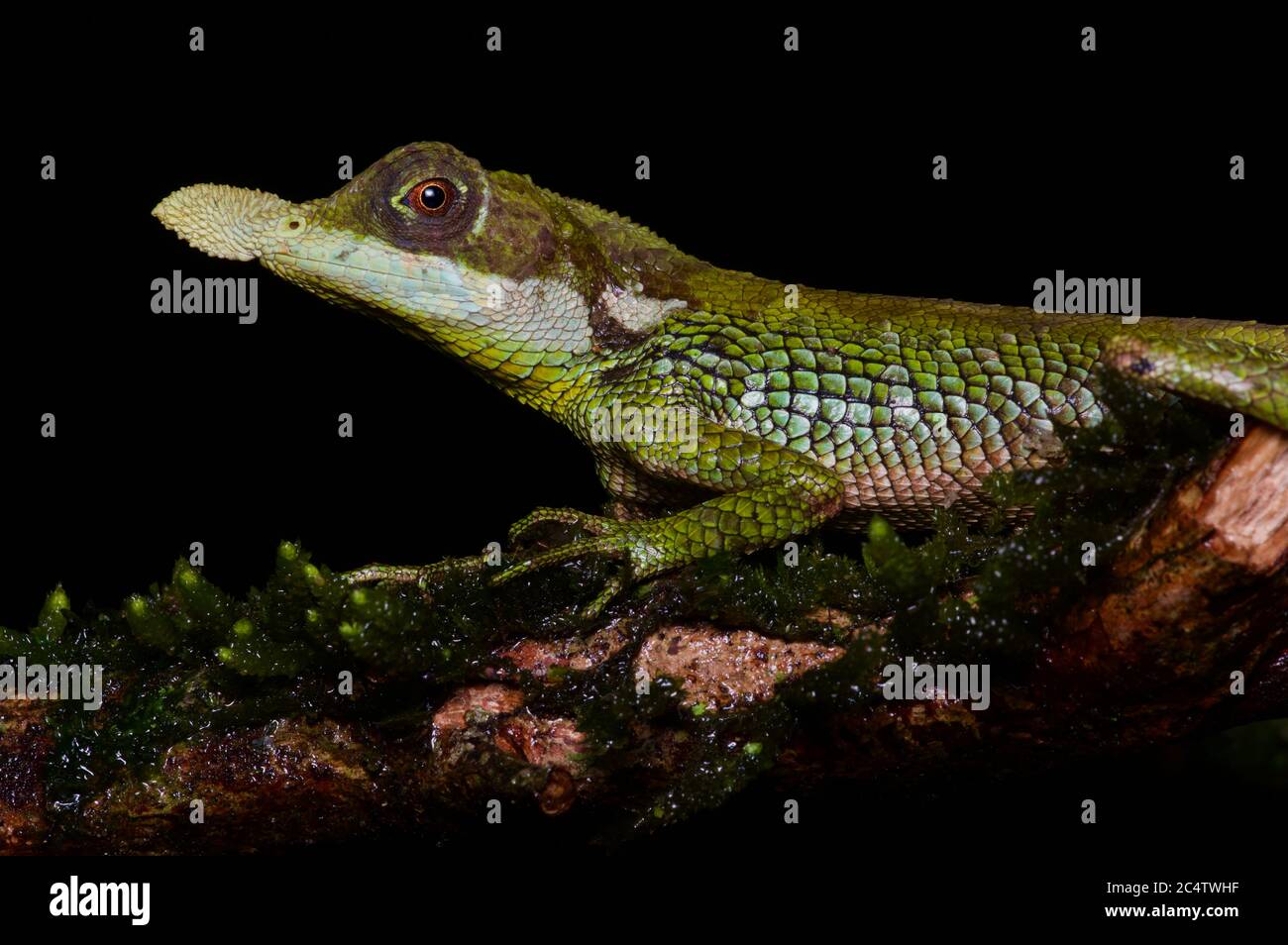 A Leaf-nosed Lizard (Ceratophora tennentii) in the rainforest at night ...