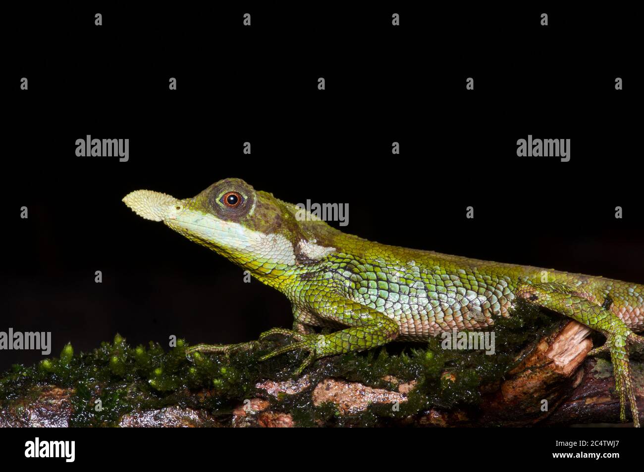 A Leaf-nosed Lizard (Ceratophora tennentii) in the rainforest at night ...