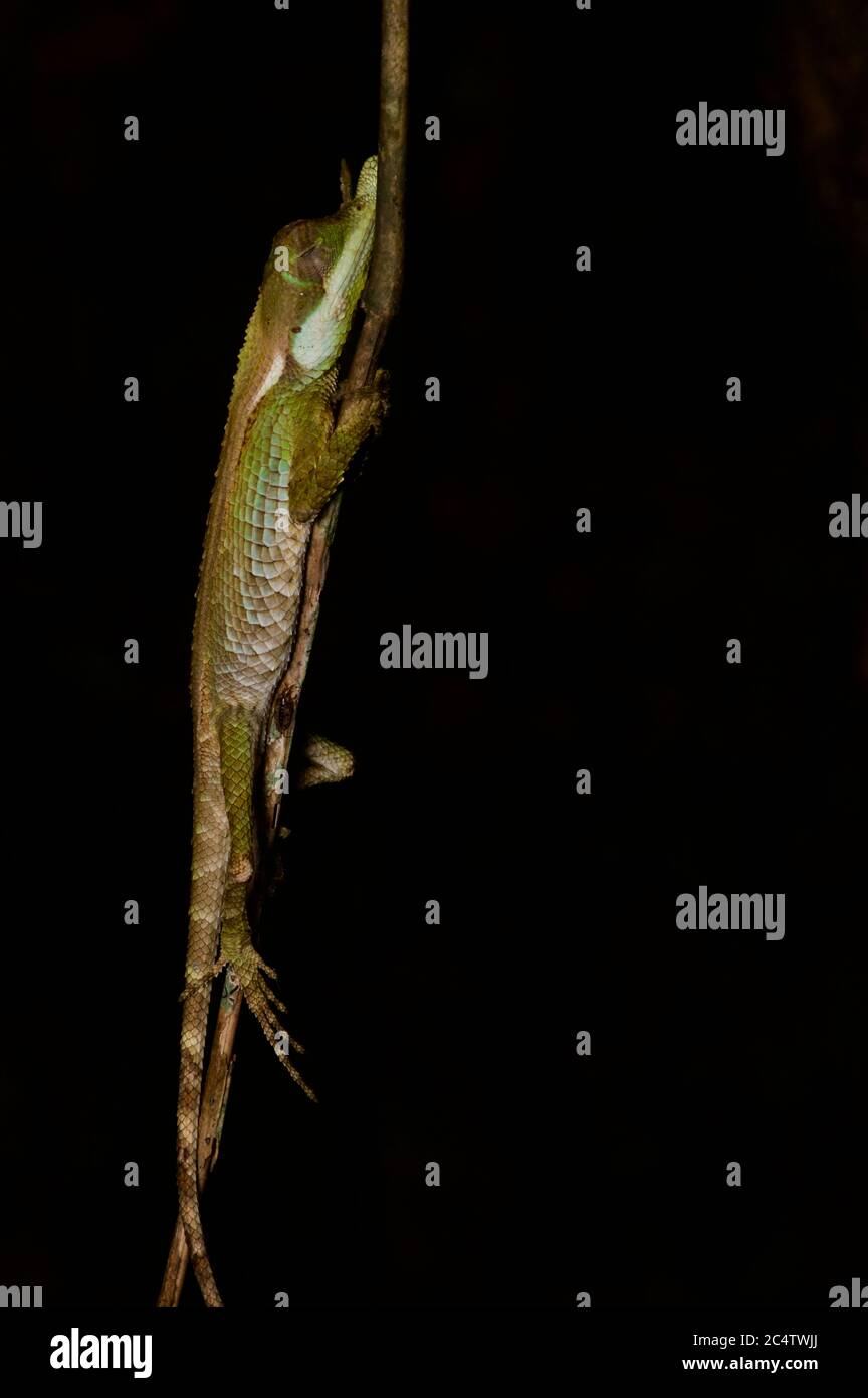 A Leaf-nosed Lizard (Ceratophora tennentii) in the rainforest at night ...