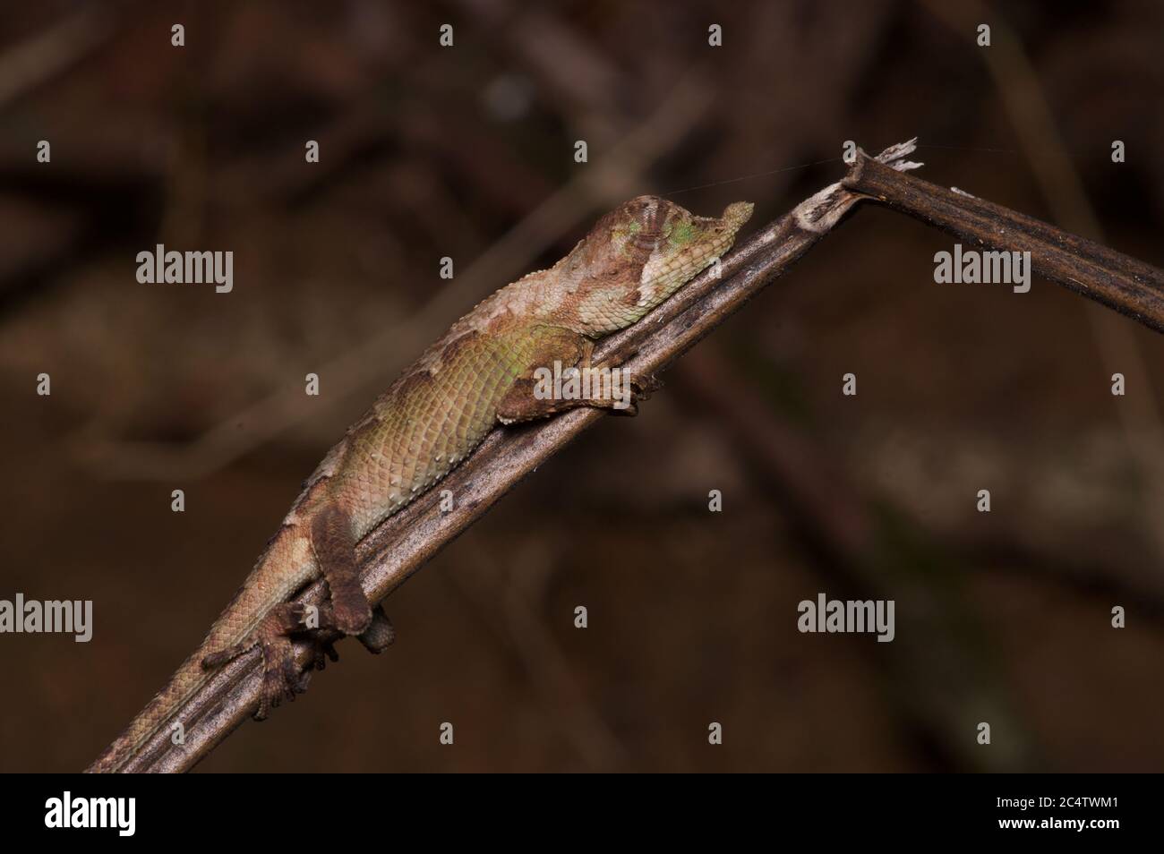 A Leaf-nosed Lizard (Ceratophora tennentii) in the rainforest at night ...