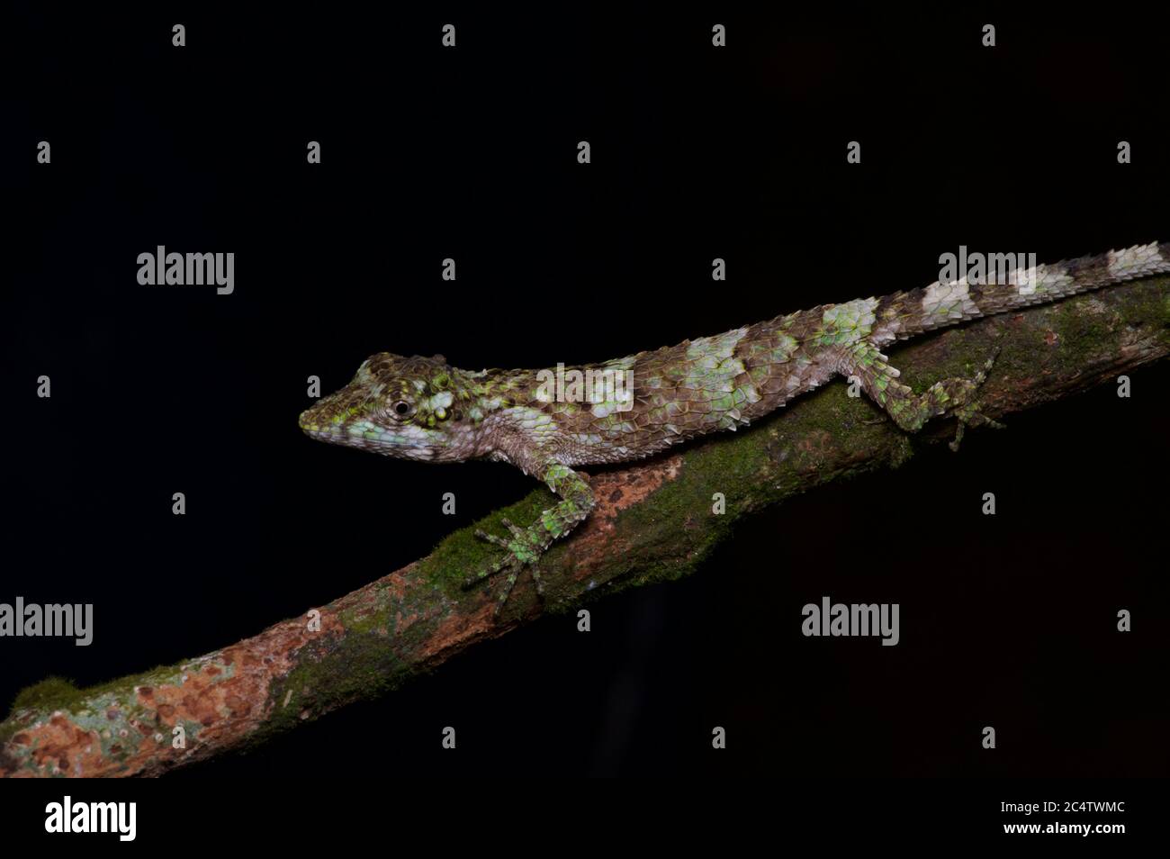 A Knuckles Pygmy Lizard (Cophotis dumbara) on a small branch at night ...