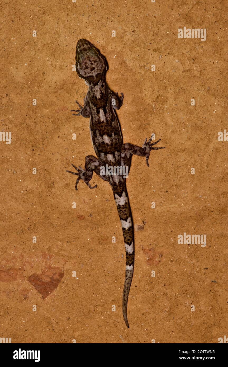 A Dumbara Bent-toed Gecko (Cyrtodactylus soba) on a wall at night in ...