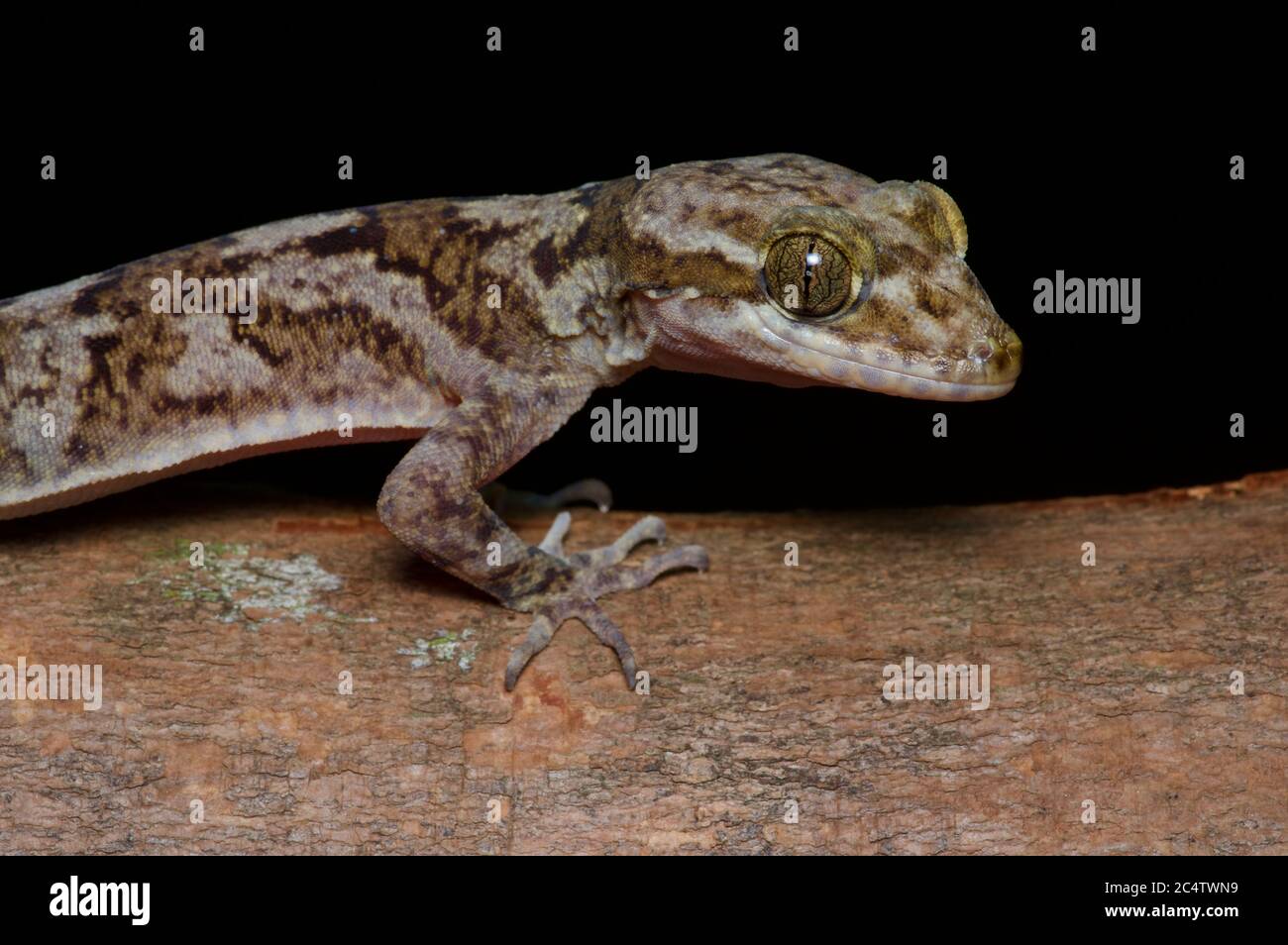 A Dumbara Bent-toed Gecko (Cyrtodactylus soba) on a branch at night in ...