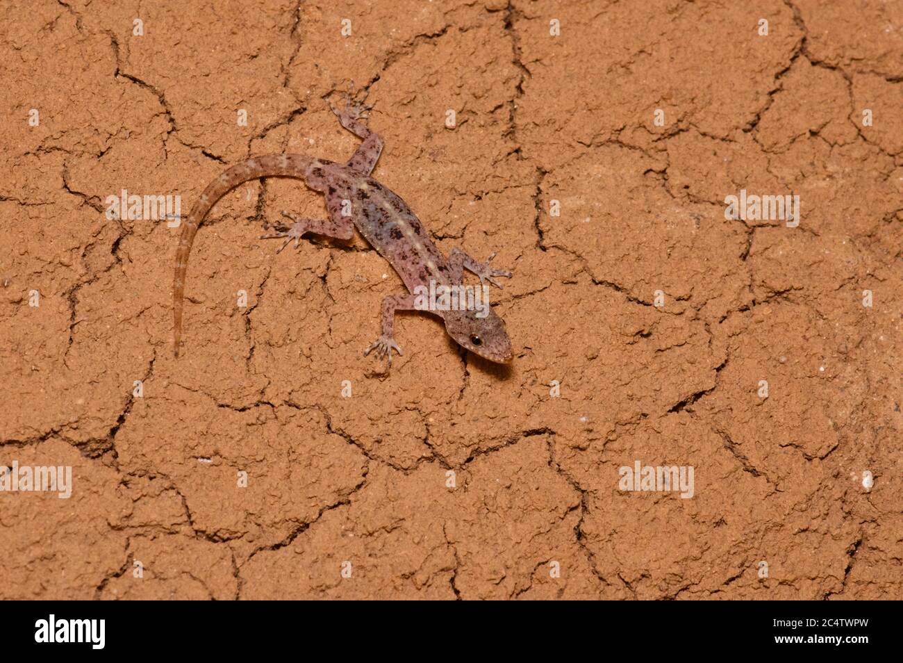 Spotted day gecko hi-res stock photography and images - Alamy