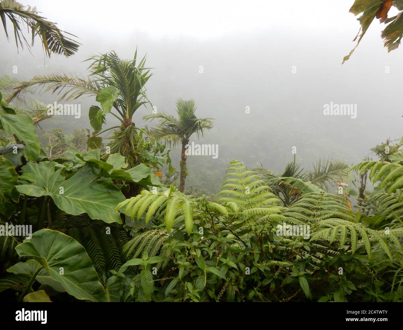 View of the clouds on the top of Mount Scenery in Saba, Dutch Caribbean ...