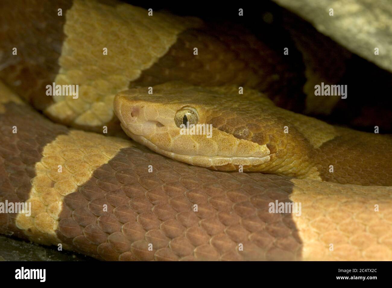Copperhead snake camouflage hi-res stock photography and images - Alamy