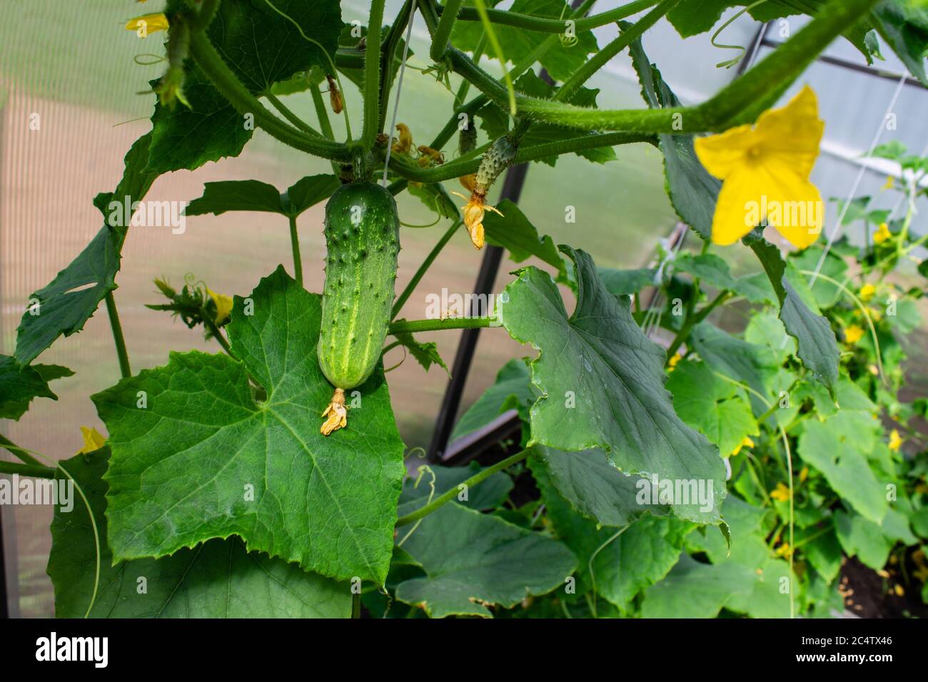 bush cucumber in a greenhouse, horticulture and crop Stock Photo - Alamy