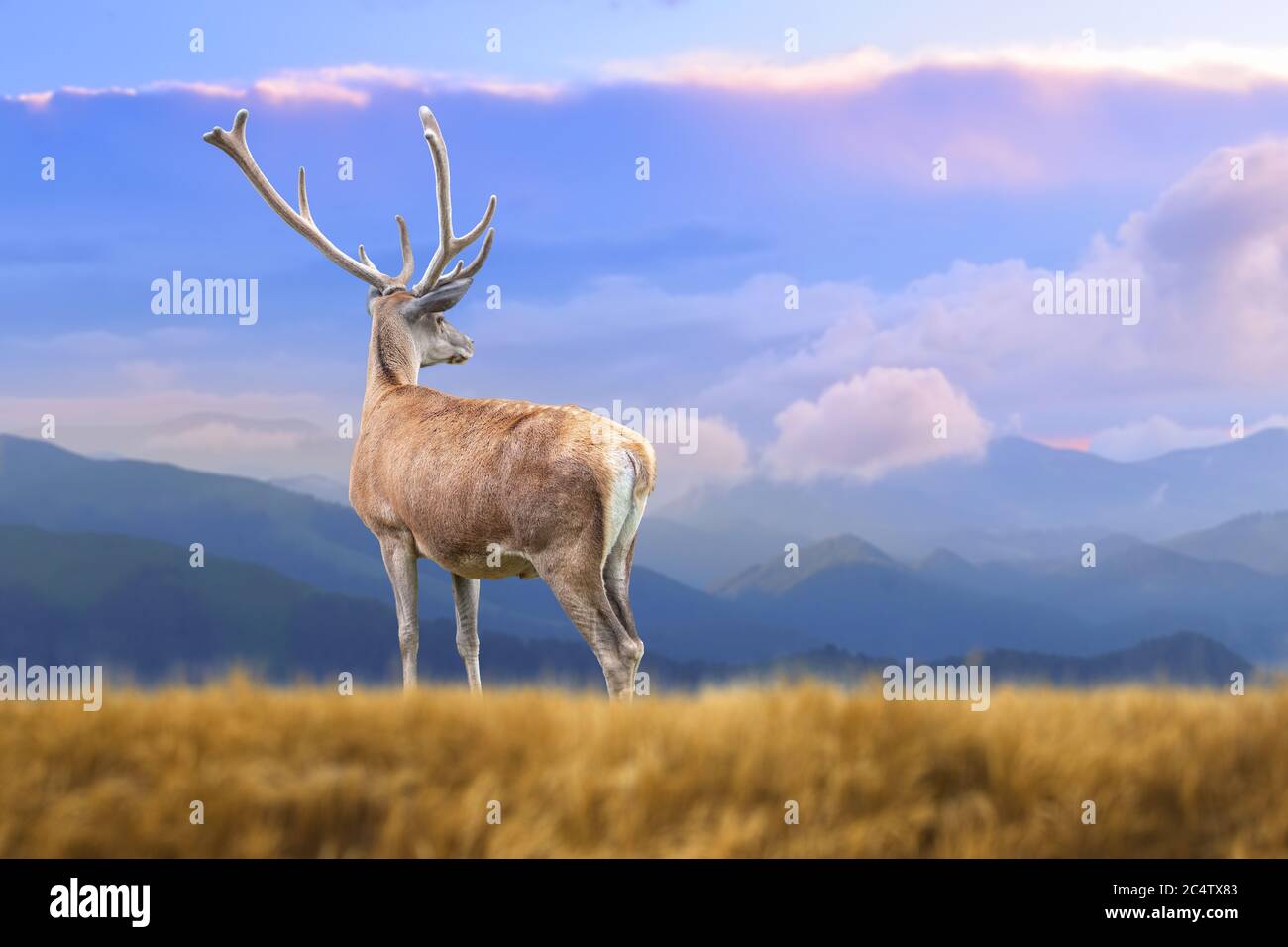 Close deer standing on mountain background in summer time. Animal in ...