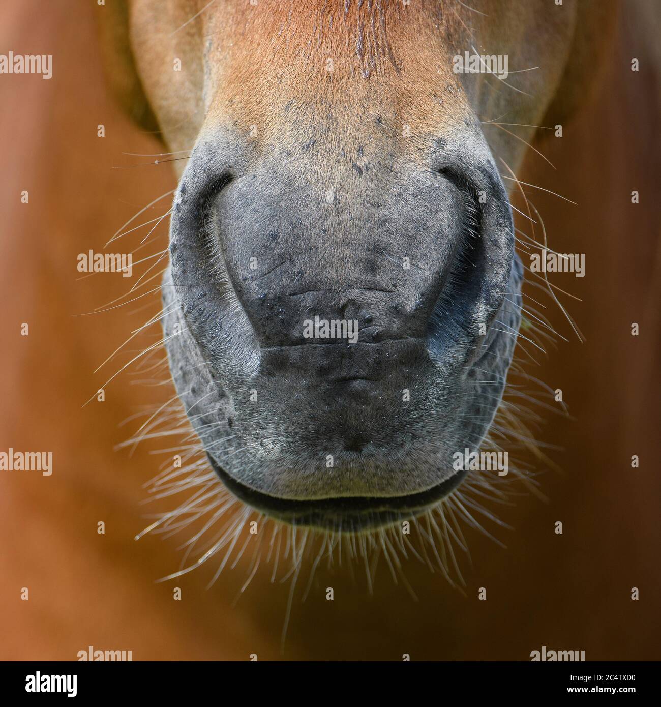 Close up of the nose in the details of a brown horse Stock Photo - Alamy