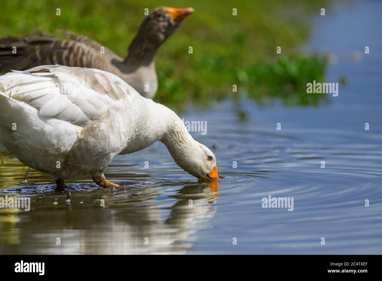 Two geese on the shore river in the springtime. Farm animals in water ...