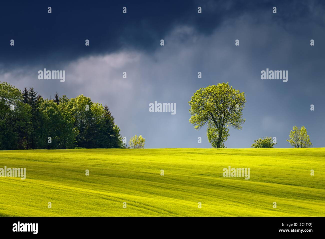 Beautiful landscape with illuminated sunlight tree before the storm ...