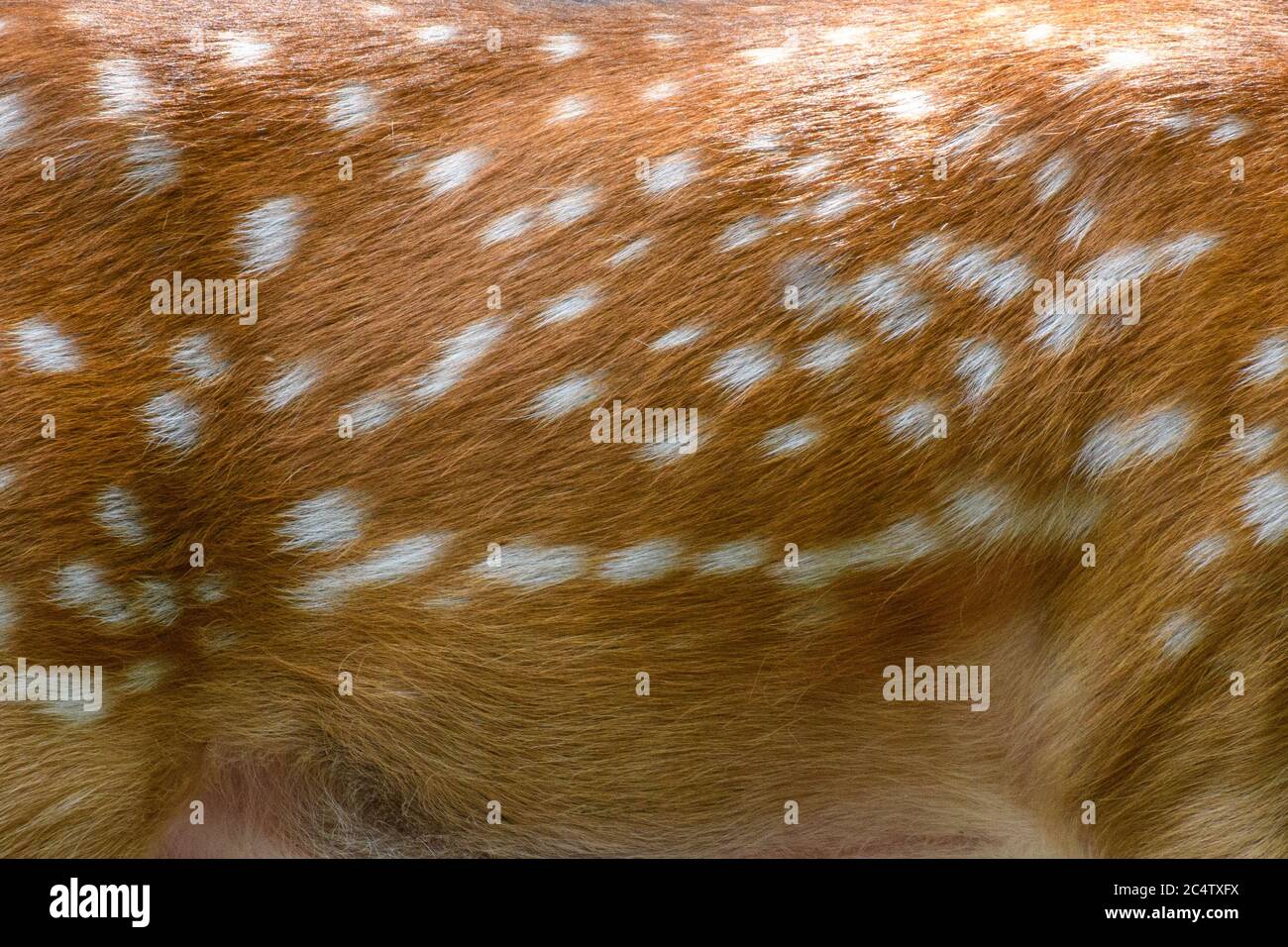 Real texture beautiful skin of spotted fallow deer. Nature animal body ...